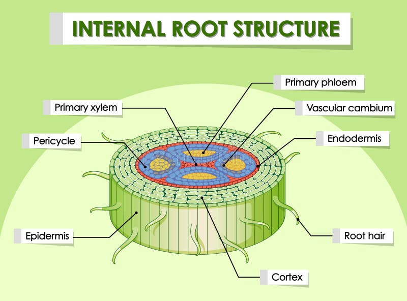 Diagram Showing Internal Root Structure Stock Vector - Illustration of ...