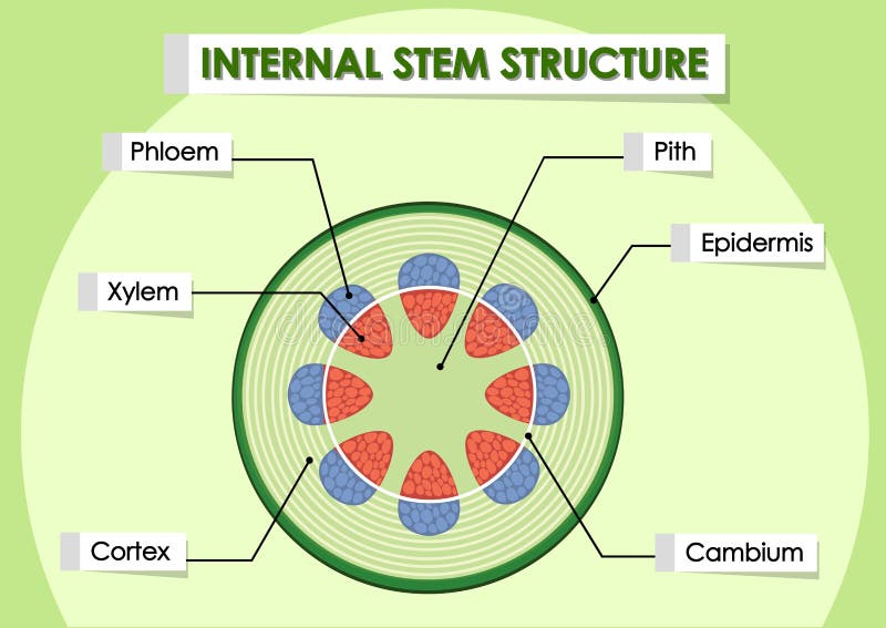 Stem Structure Stock Illustrations – 8,126 Stem Structure Stock ...