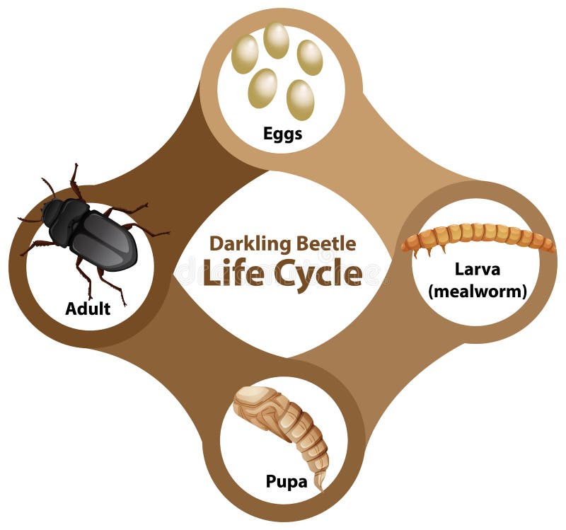 Diagram Showing Life Cycle of Ladybug Stock Vector - Illustration of ... Diagram Showing Life Cycle of Ladybug Stock Vector - Illustration of ...