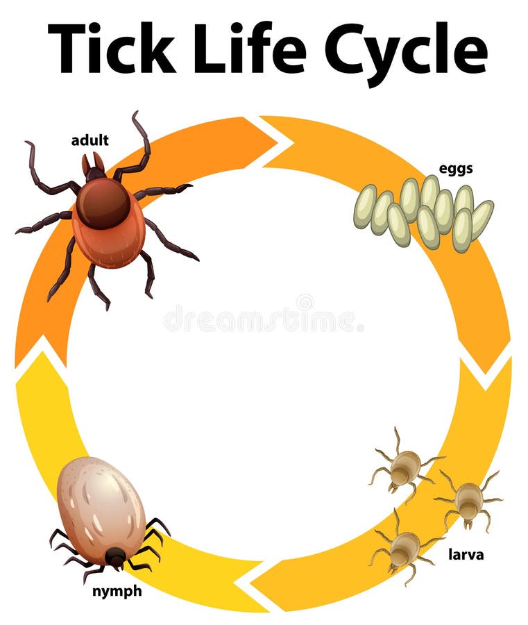 Diagram Showing Life Cycle of Tick Stock Vector - Illustration of alive ... Diagram Showing Life Cycle of Tick Stock Vector - Illustration of alive ...