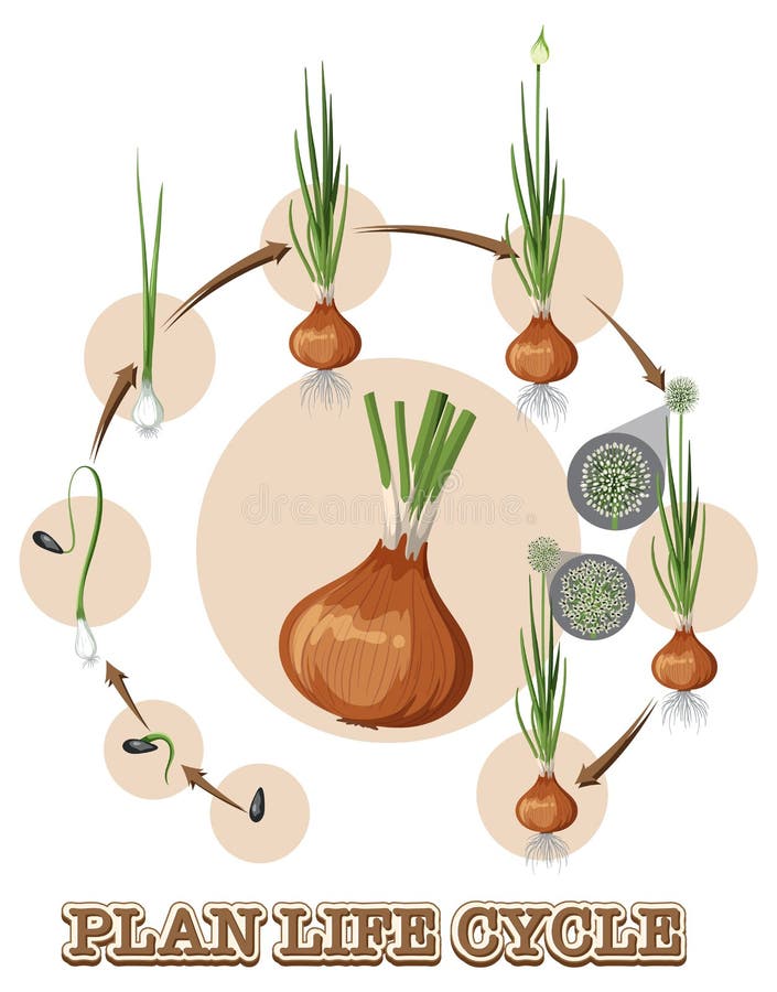 Diagram Showing Onion Life Cycle Stock Vector - Illustration of ...