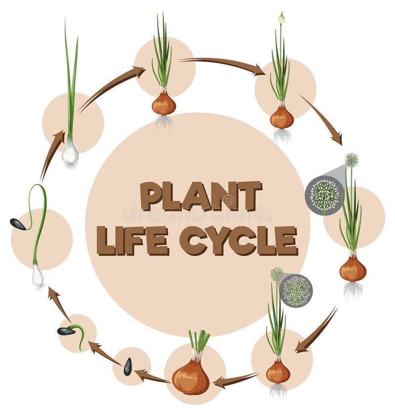 Diagram Showing Life Cycle of Ladybug Stock Vector - Illustration of ... Diagram Showing Life Cycle of Ladybug Stock Vector - Illustration of ...