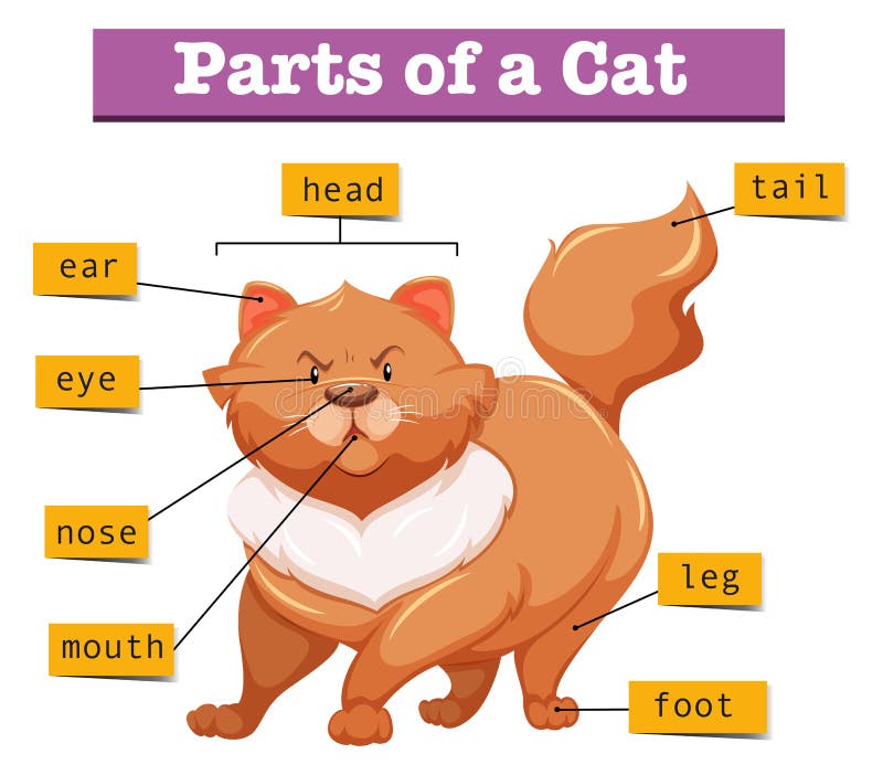 Cat Diagram Parts Showing Stock Illustrations – 4 Cat Diagram Parts ...