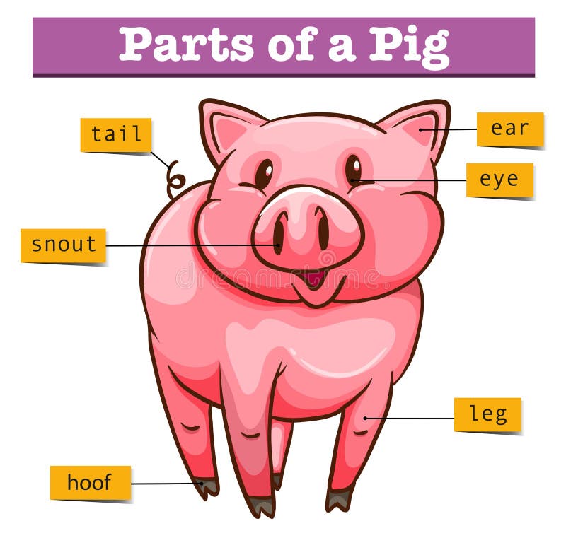 Diagram Showing Parts of Pig Stock Vector - Illustration of carnivorous ... Diagram Showing Parts of Pig Stock Vector - Illustration of carnivorous ...