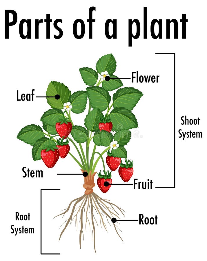 Diagram Showing Parts of a Plant Stock Vector - Illustration of system ... Diagram Showing Parts of a Plant Stock Vector - Illustration of system ...