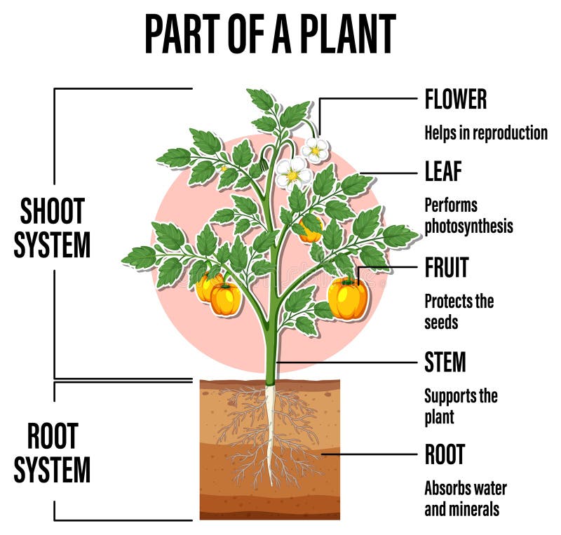 Diagram Showing Parts of a Plant Stock Vector - Illustration of ... Diagram Showing Parts of a Plant Stock Vector - Illustration of ...