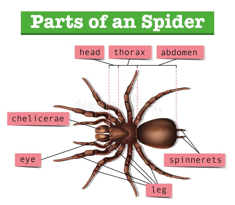 Diagram Showing Parts of Spider Stock Vector - Illustration of anatomy ...