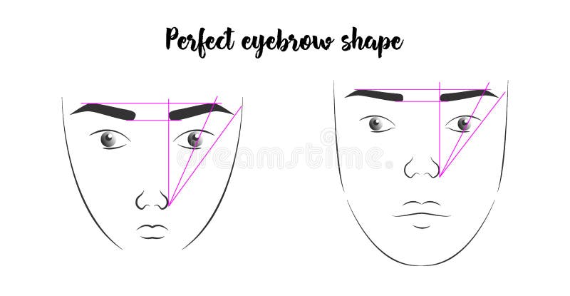 Perfect Eyebrow Shape Diagram
