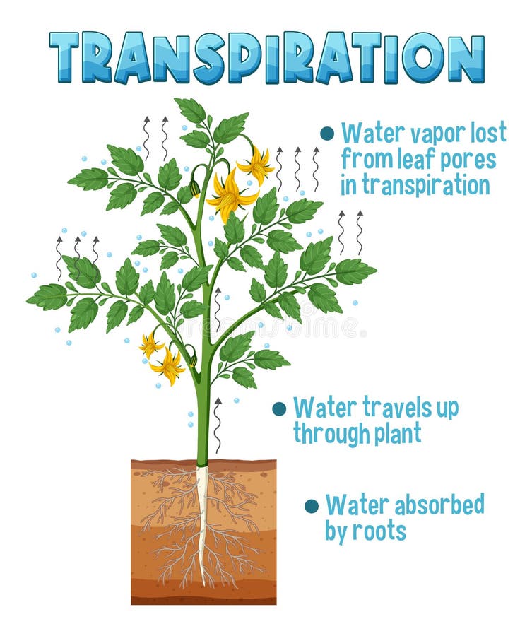 Diagram Showing Plant Transpiration Stock Vector - Illustration of ...