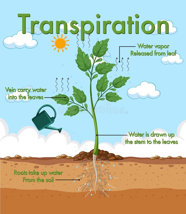 Diagram Showing Plant Transpiration Stock Vector - Illustration of ...