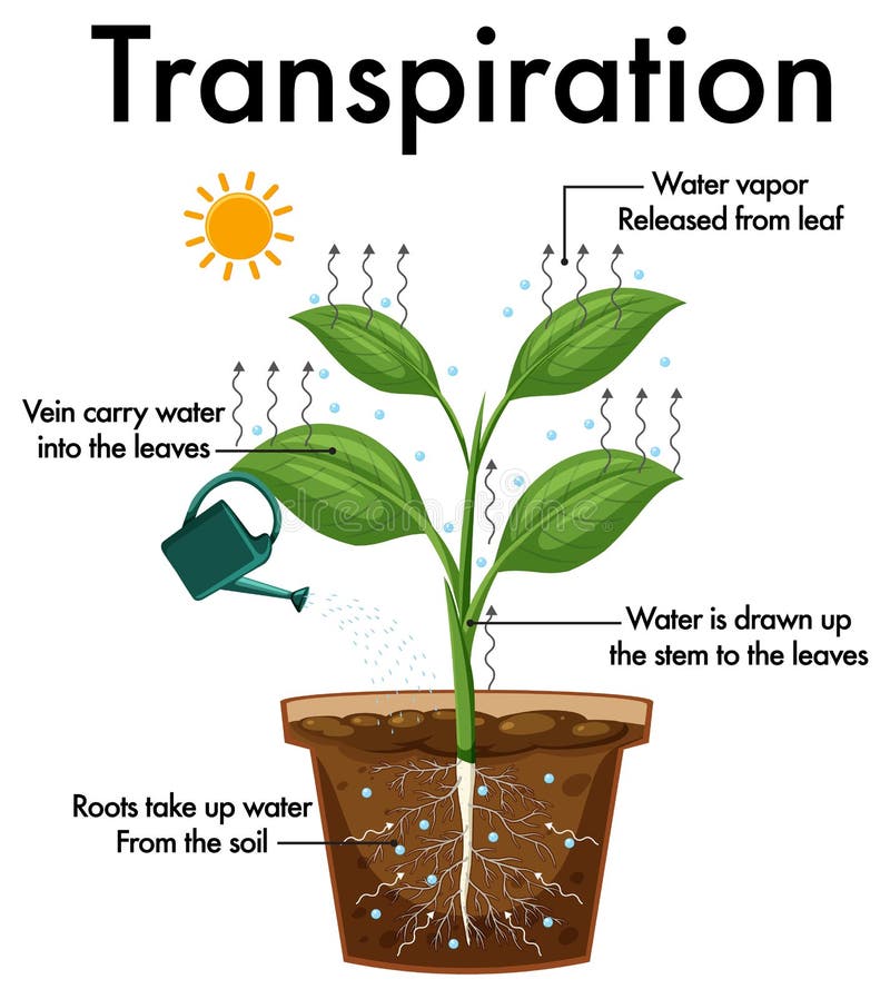 Diagram Showing Plant Transpiration Stock Vector - Illustration of ...
