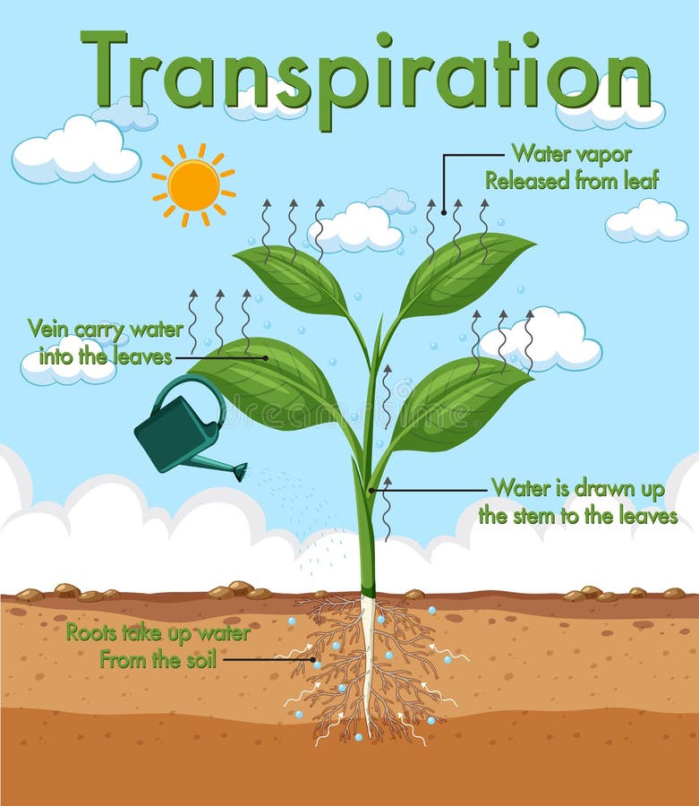 Diagram Showing Plant Transpiration Stock Vector - Illustration of clip ...