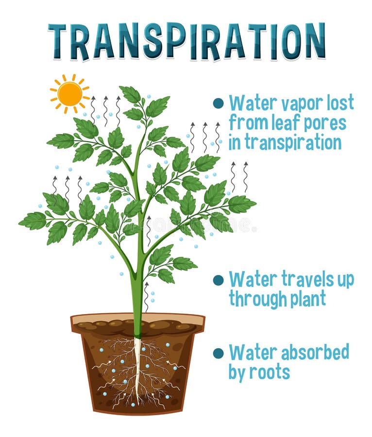 Transpiration In Plants Animation