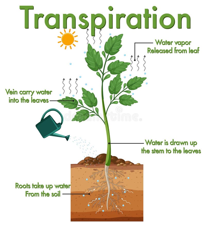 Diagram Showing Plant Transpiration Stock Vector - Illustration of ...