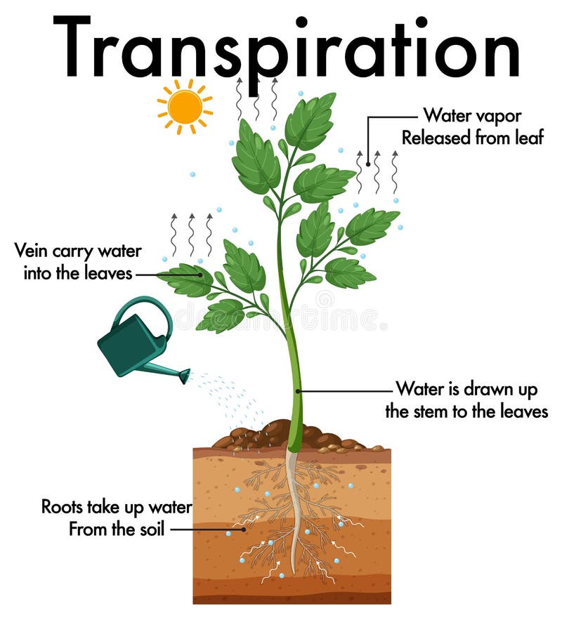Diagram Showing Plant Transpiration Stock Vector - Illustration of ...