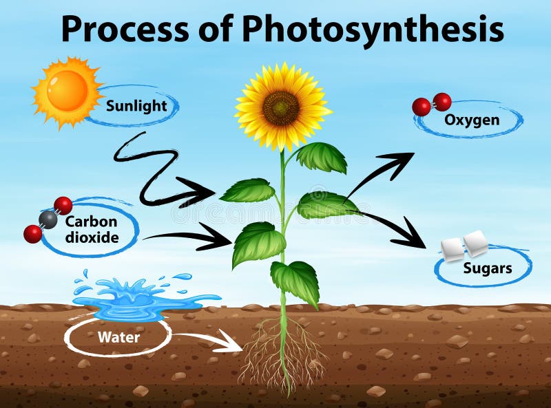 Diagram Showing Process of Photosynthesis Stock Illustration ... Diagram Showing Process of Photosynthesis Stock Illustration ...