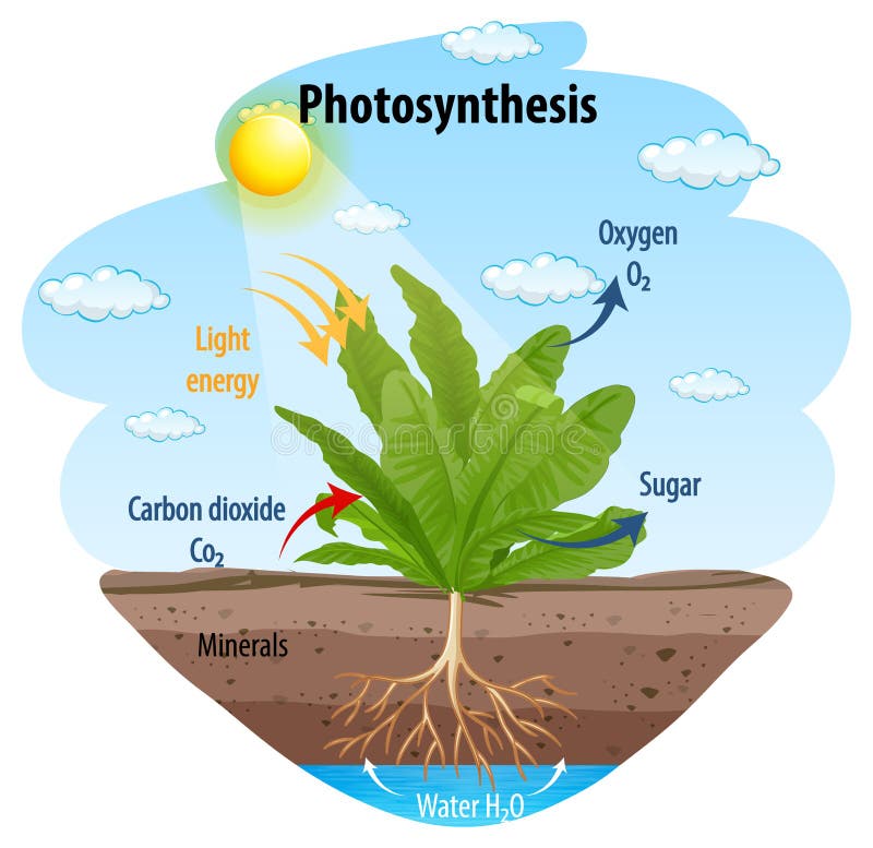 Process of Photosynthesis in Algae Stock Vector - Illustration of fish ...