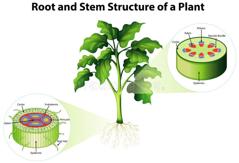 Diagram Showing Root and Stem Structure of a Plant Stock Vector ...
