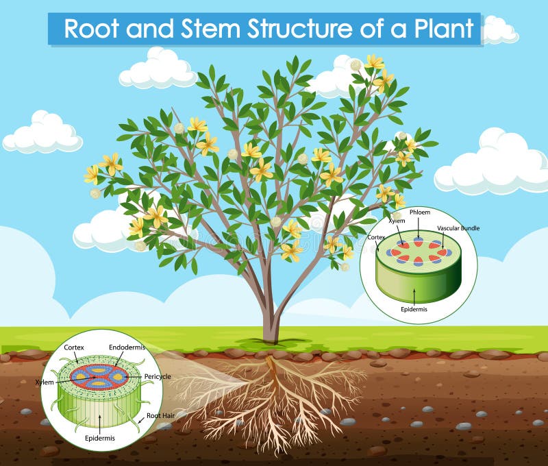 Diagram Showing Root and Stem Structure of a Plant Stock Vector ...