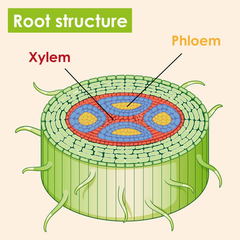 Root Structure Stock Illustrations – 3,226 Root Structure Stock ...