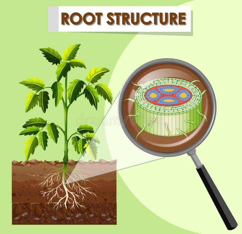 Diagram Showing Root Structure of a Plant Stock Vector - Illustration ...