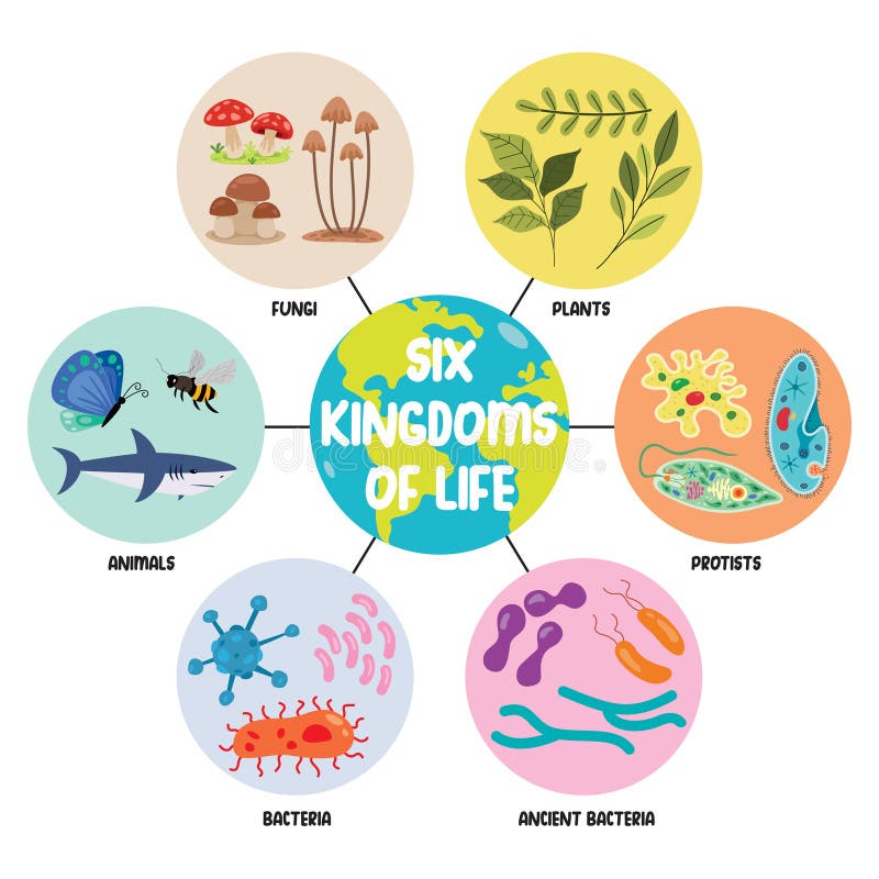 Diagram Showing Life Cycle of Ladybug Stock Vector - Illustration of ... Diagram Showing Life Cycle of Ladybug Stock Vector - Illustration of ...