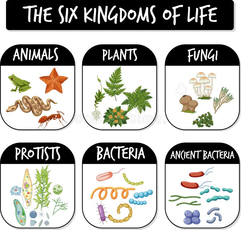 Diagram Showing Six Kingdoms of Life Stock Vector - Illustration of ...