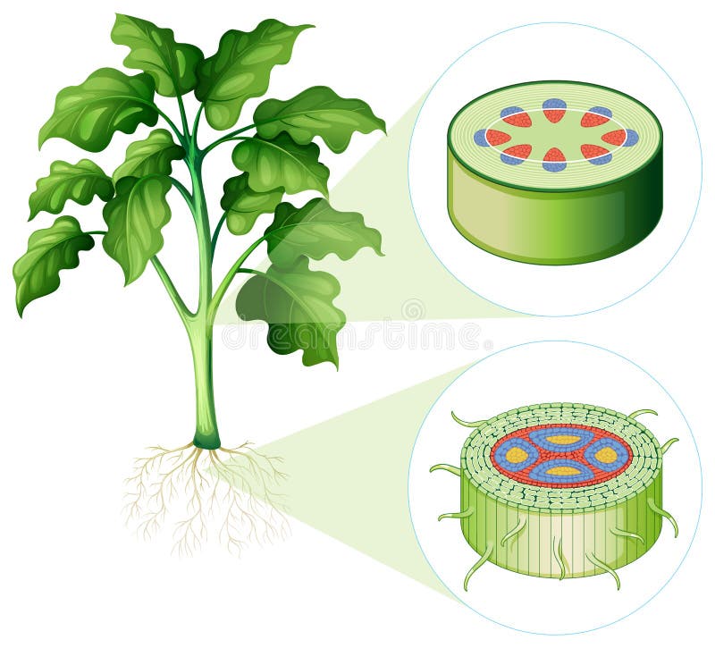 Diagram Showing Stem and Root Cell Stock Vector - Illustration of ... Diagram Showing Stem and Root Cell Stock Vector - Illustration of ...