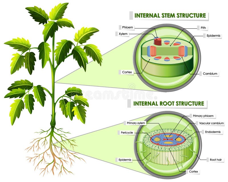 Set of Different Vegetables Plant Showing Root Structure Below Ground ...