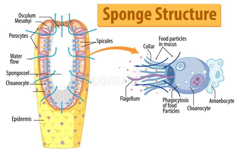 Diagram Showing Structure of Sponge Stock Vector - Illustration of ...