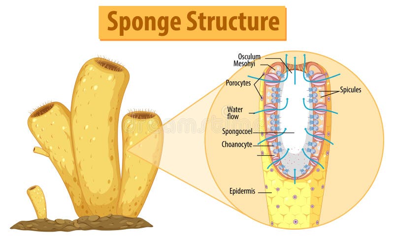 Diagram Showing Structure of Sponge Stock Vector - Illustration of ...