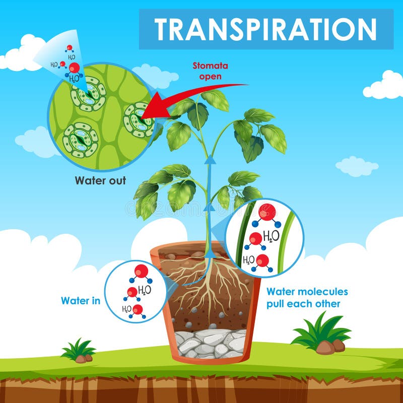 Transpiration Stock Illustrations – 668 Transpiration Stock ...