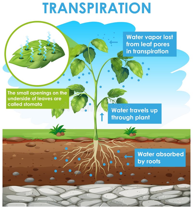 Transpiration Stock Illustrations – 668 Transpiration Stock ...