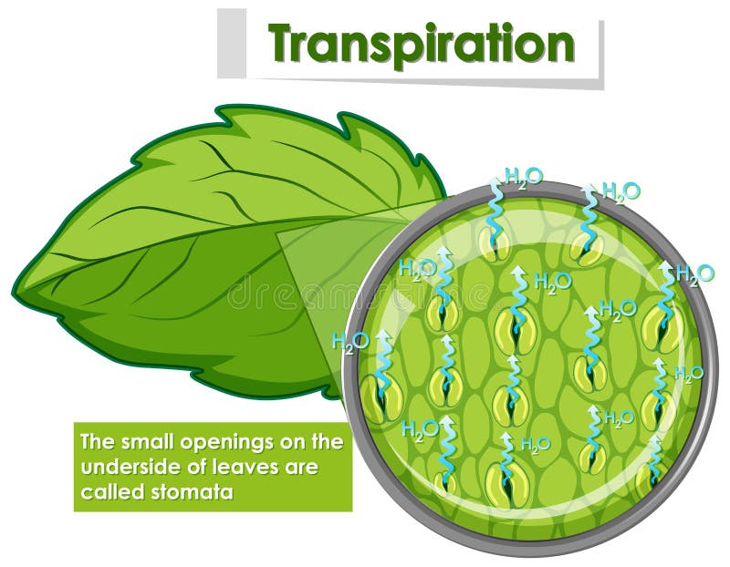 Transpiration Plant Stock Illustrations – 186 Transpiration Plant Stock ...