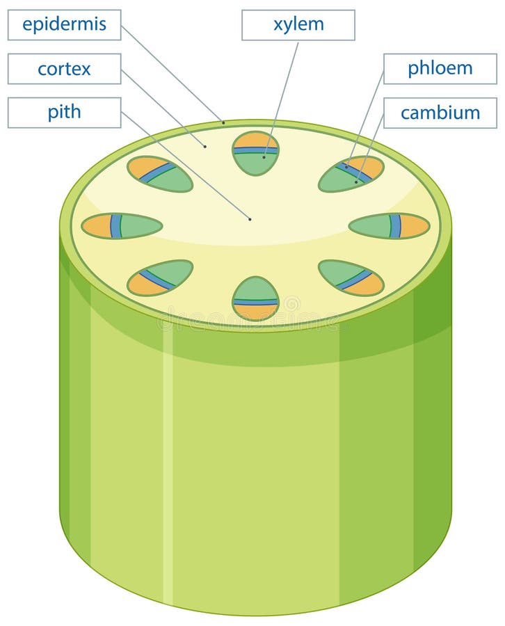 Diagram Showing Vascular Tissue System in Plants Stock Vector ...