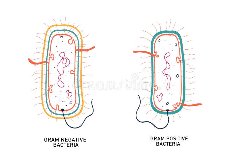 Differences between Gram Positive and Gram Negative Bacteria Stock ...