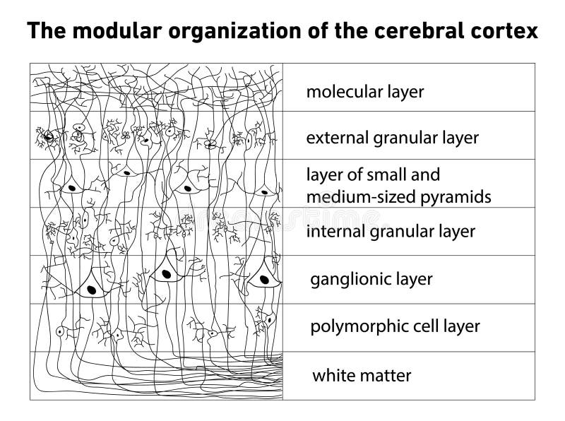 Diagram of the Structure of the Cerebral Cortex Stock Vector ...