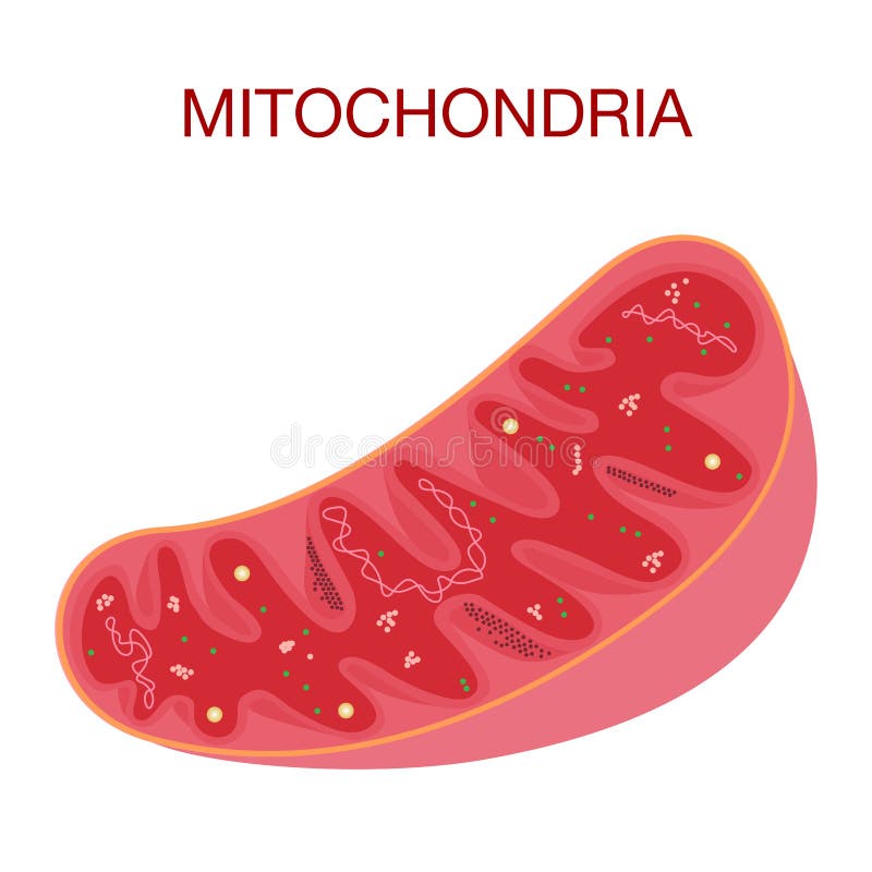 Diagram of the Structure of Mitochondria. Medical Education Vector ...