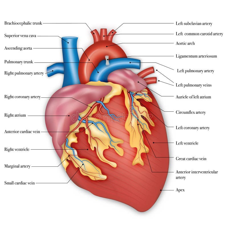 Schema Van Anatomie Van Het Menselijk Hart Geïsoleerd Op Transparante ...