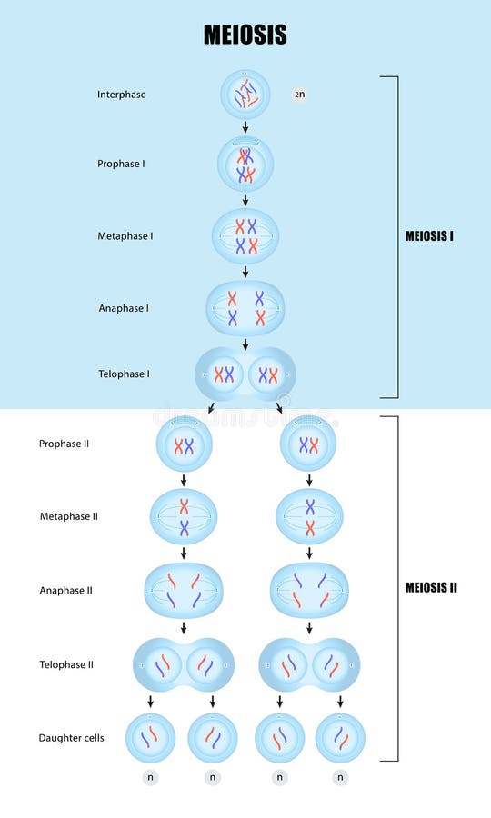 Meiose Ilustrações, Vetores E Clipart De Stock – (389 Stock Illustrations)