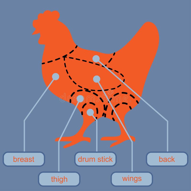 Diagrama De Carne De Frango Anatomia De Frango Ilustração do Vetor ...
