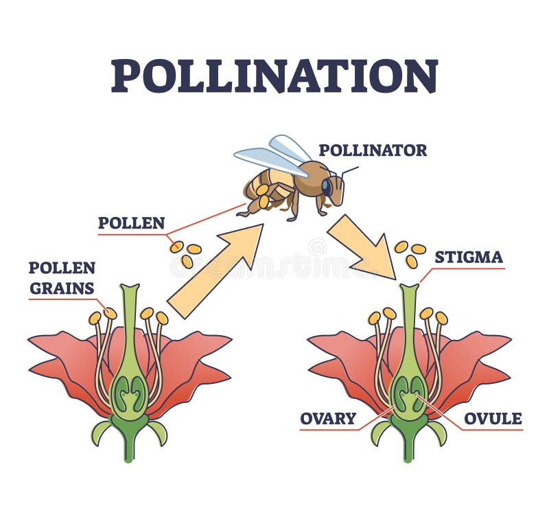Diagrama De Esquema De Procesos De Polinización Como Reproducción De
