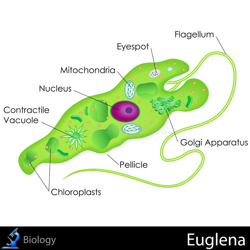 Diagrama De Euglena Citoplasma