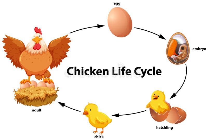 Ciclo de vida de un pollo ilustración del vector. Ilustración de pájaro ...