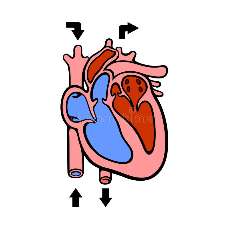 Diagrama del corazón ilustración del vector. Ilustración de ciencia ...