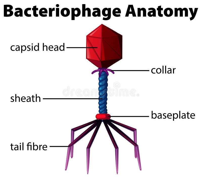 Diagrama Que Mostra a Anatomia Do Bacteriófago Ilustração do Vetor ...