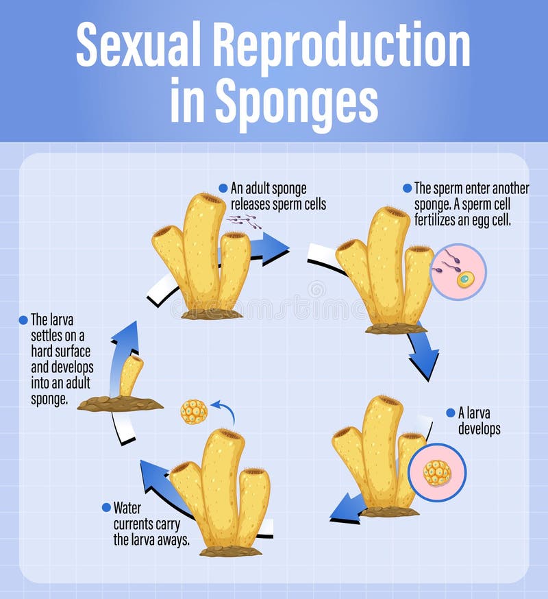 Diagrama Que Muestra La Reproducción En Esponjas Ilustración Del Vector
