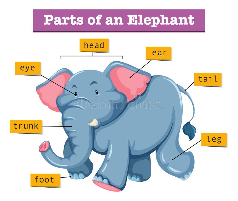 Diagrama Que Muestra Partes Del Elefante Ilustración del Vector ...