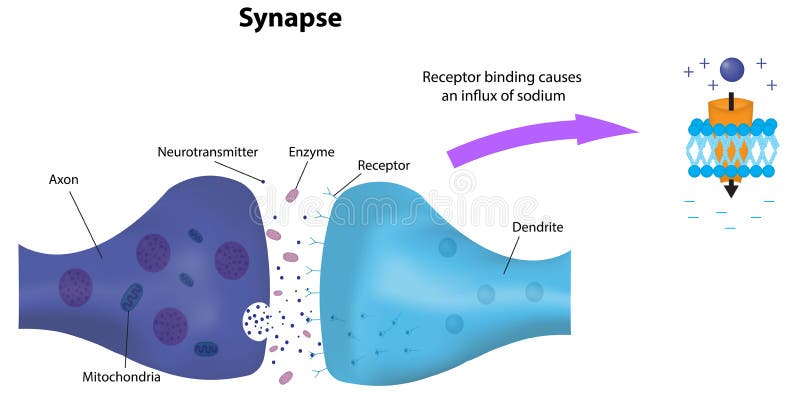 Diagrama Y Receptor Etiquetados Sinapsis Ilustración del Vector ...