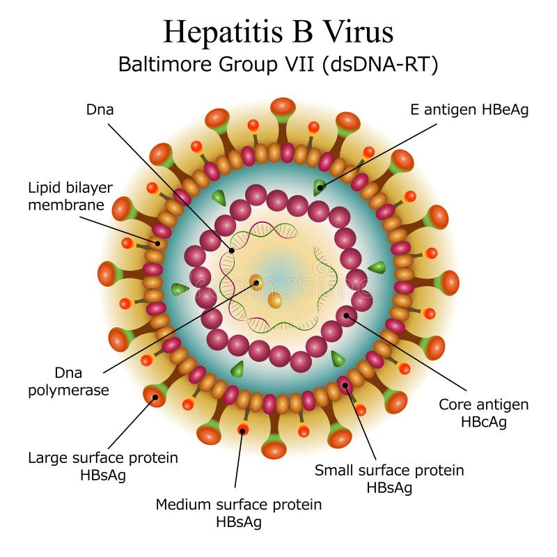 Diagramm Der Virus-Partikelstruktur Der Hepatitis B Vektor Abbildung ...